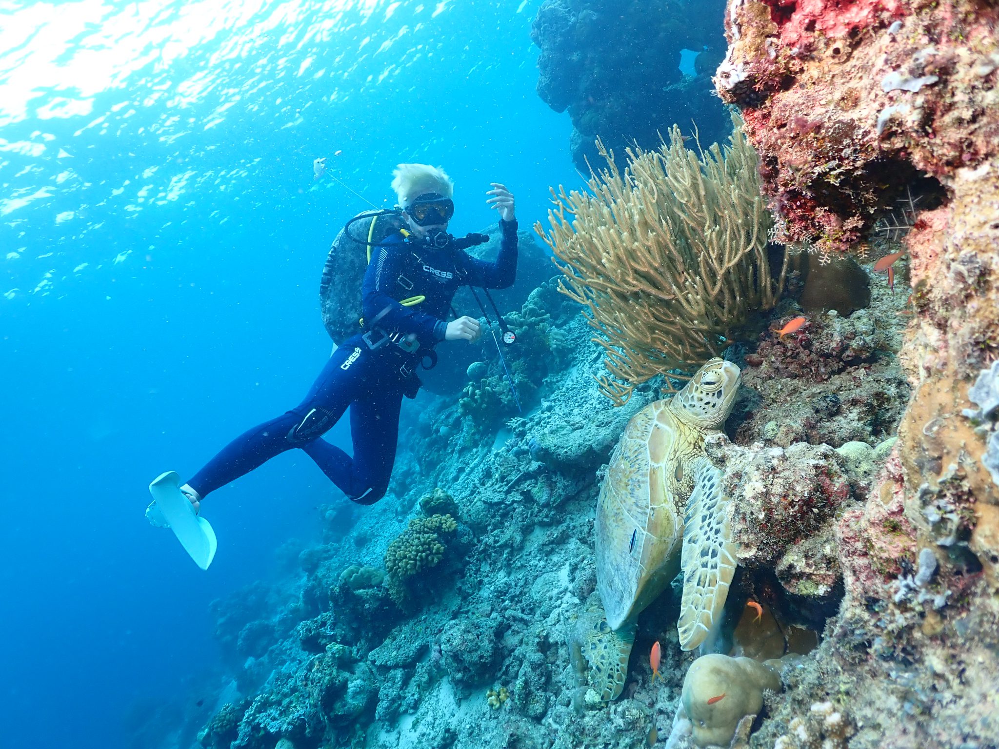 Anilao Mayumi Resort » HappyDive.net