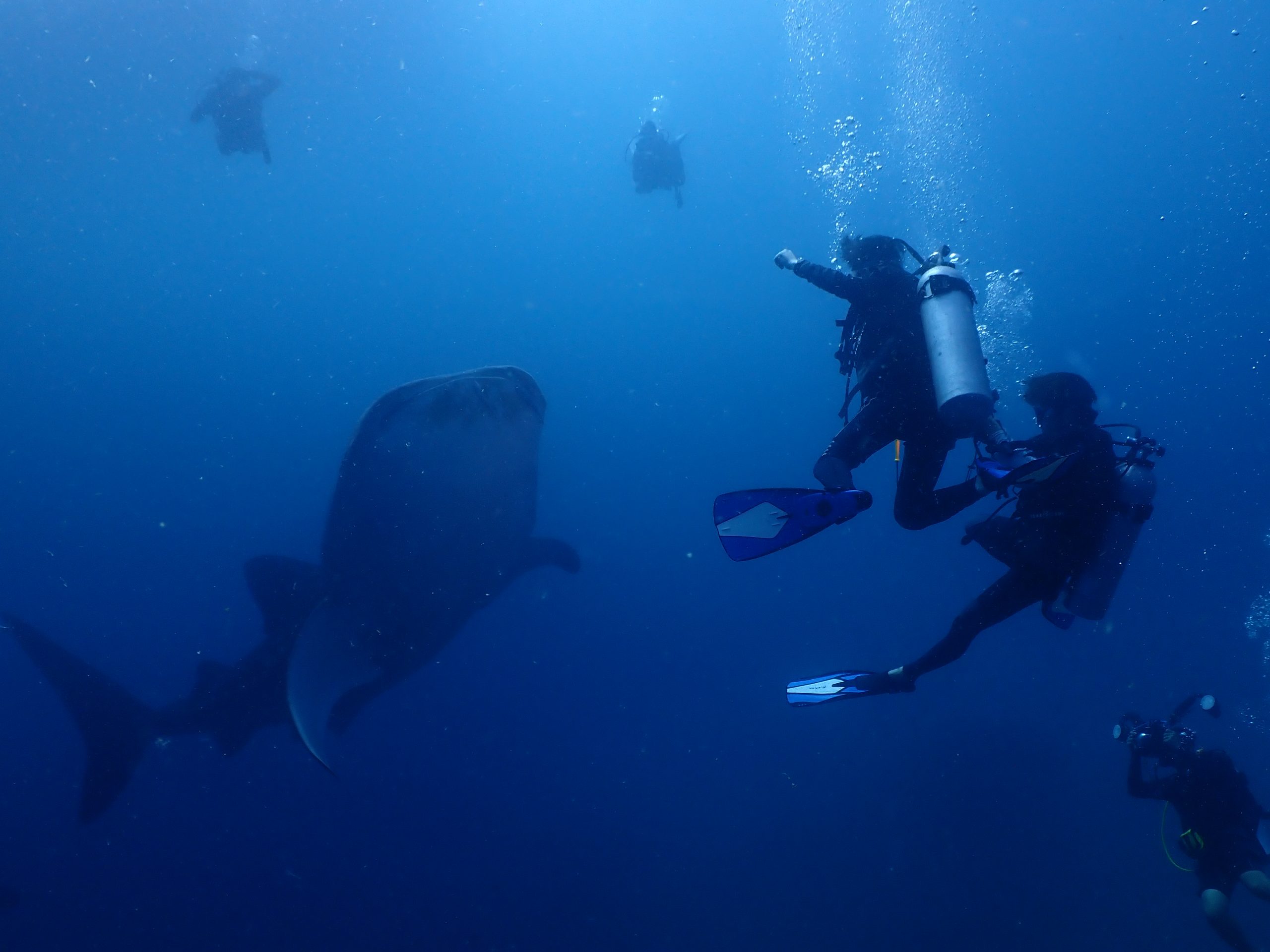 DIVING TRIPS » HappyDive.ne