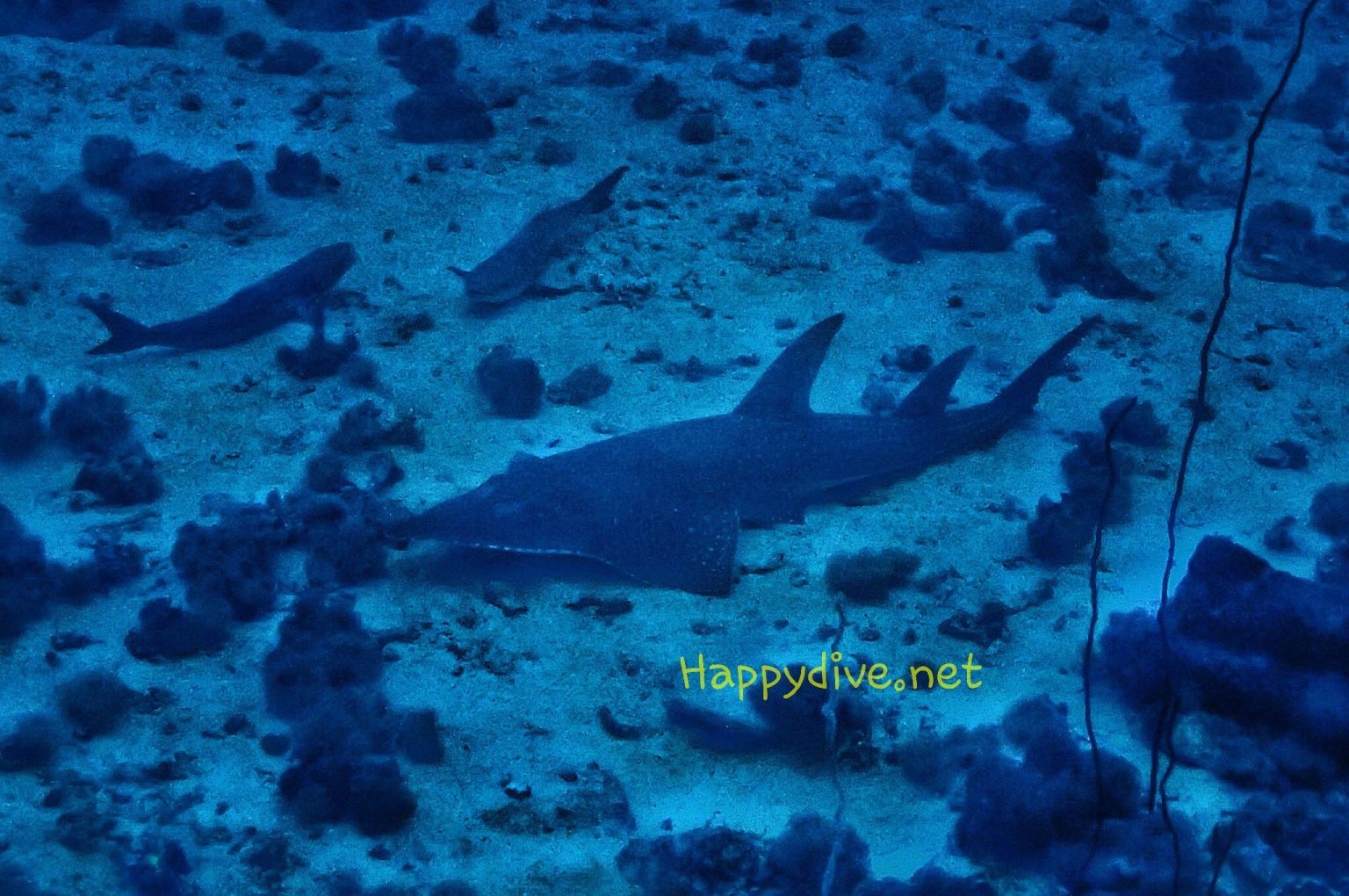 Losin 3-4-5 September 2026 with Vela Liveaboard » HappyDive.net