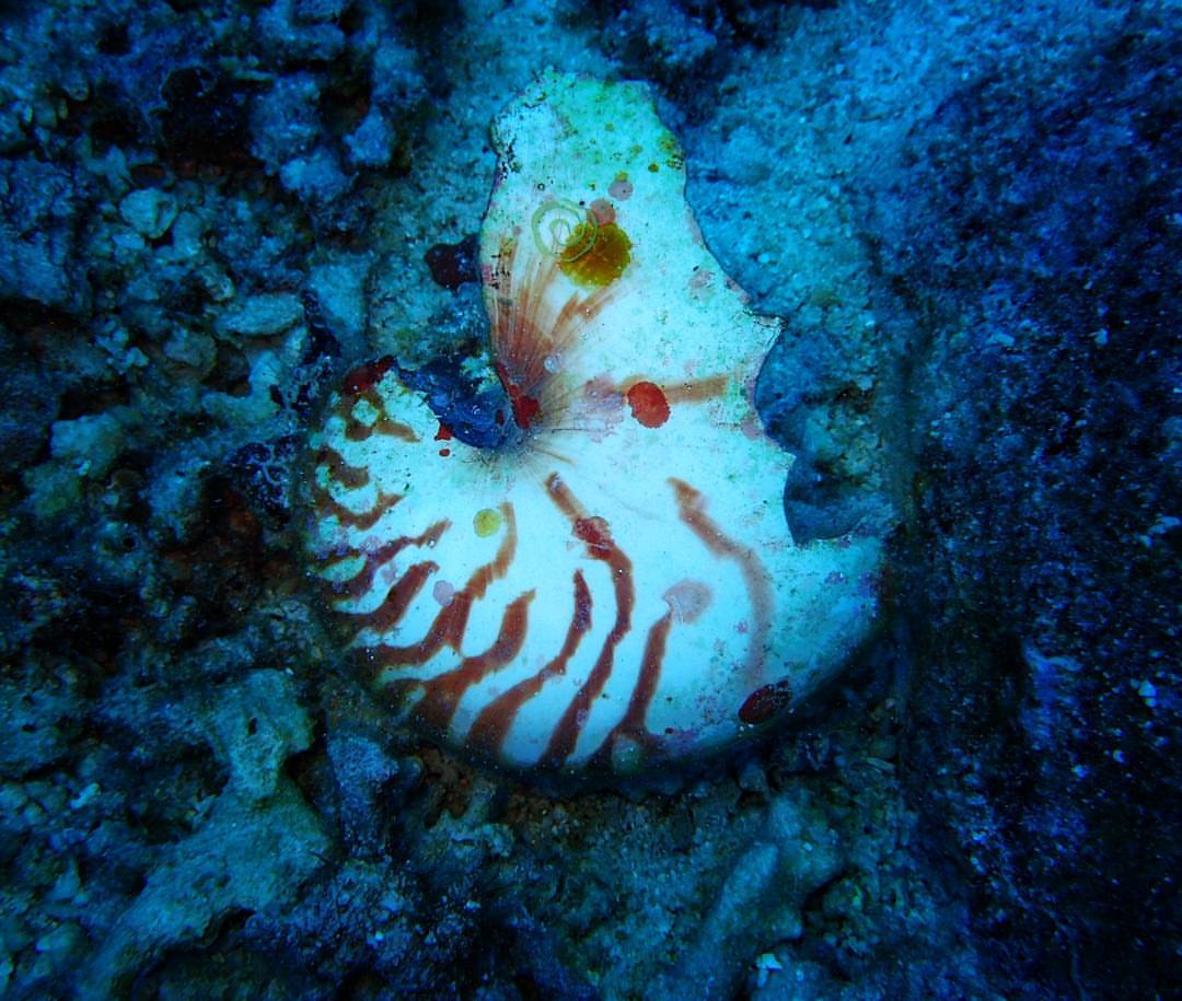 Losin 3-4-5 September 2026 with Vela Liveaboard » HappyDive.net