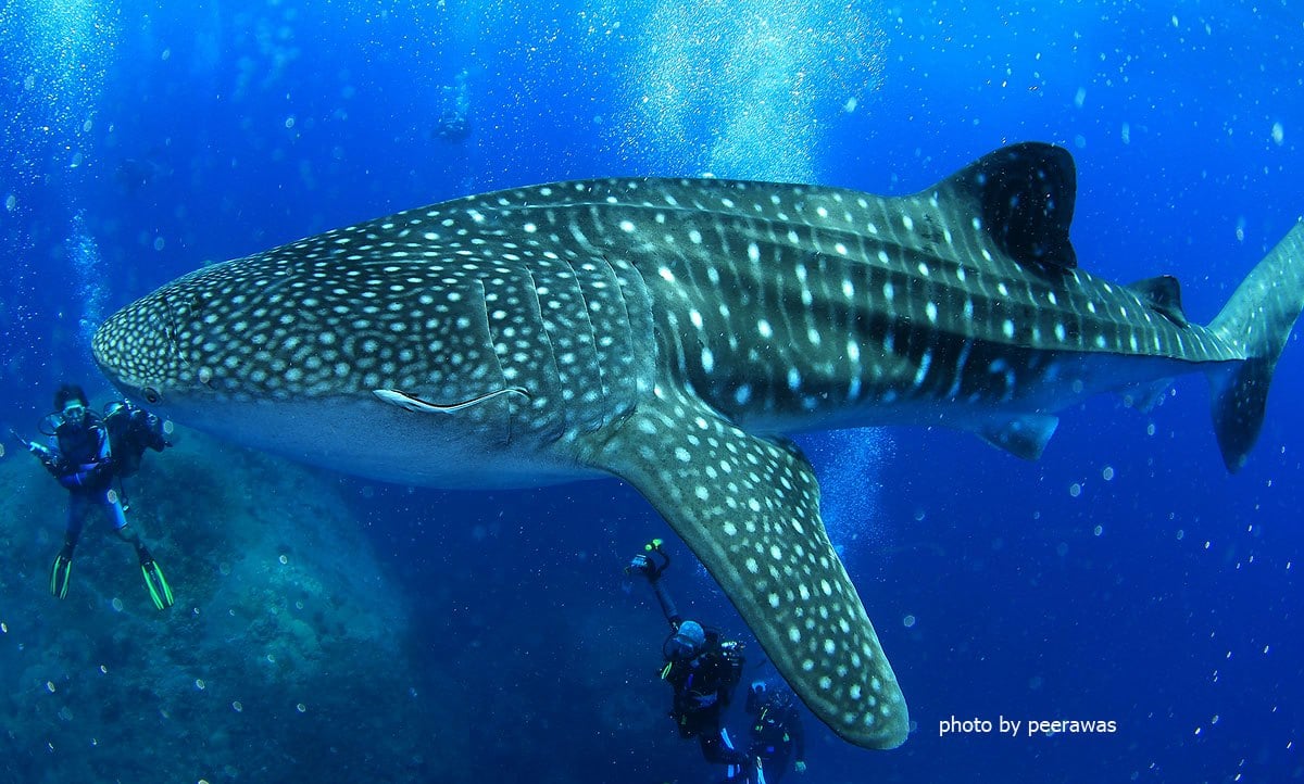 Losin 3-4-5 September 2026 with Vela Liveaboard » HappyDive.net