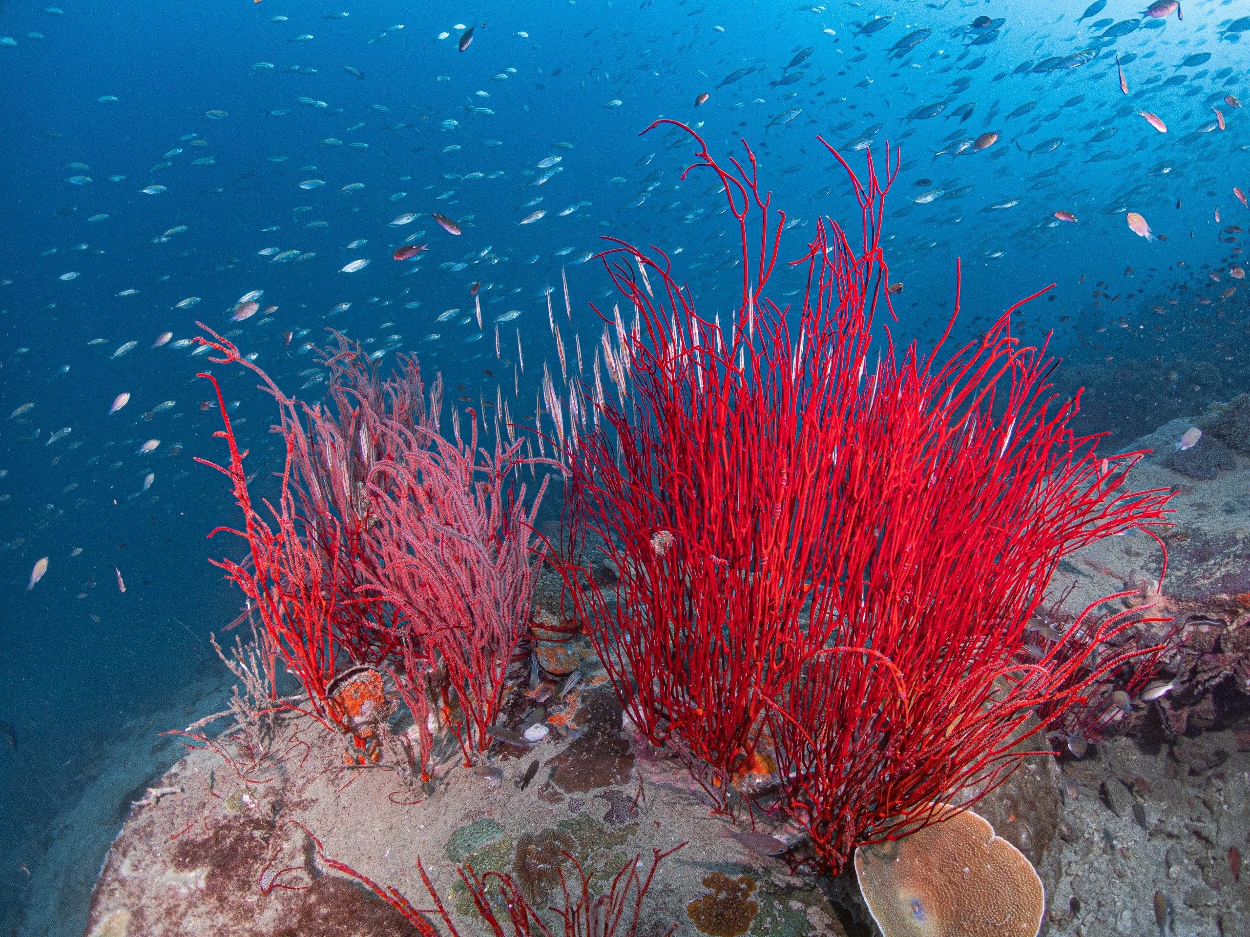 DIVING TRIPS » HappyDive.net