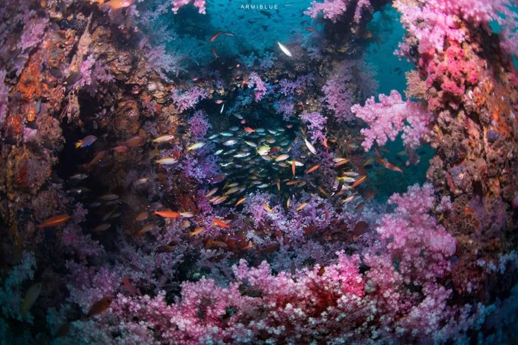 DIVING TRIPS » HappyDive.net