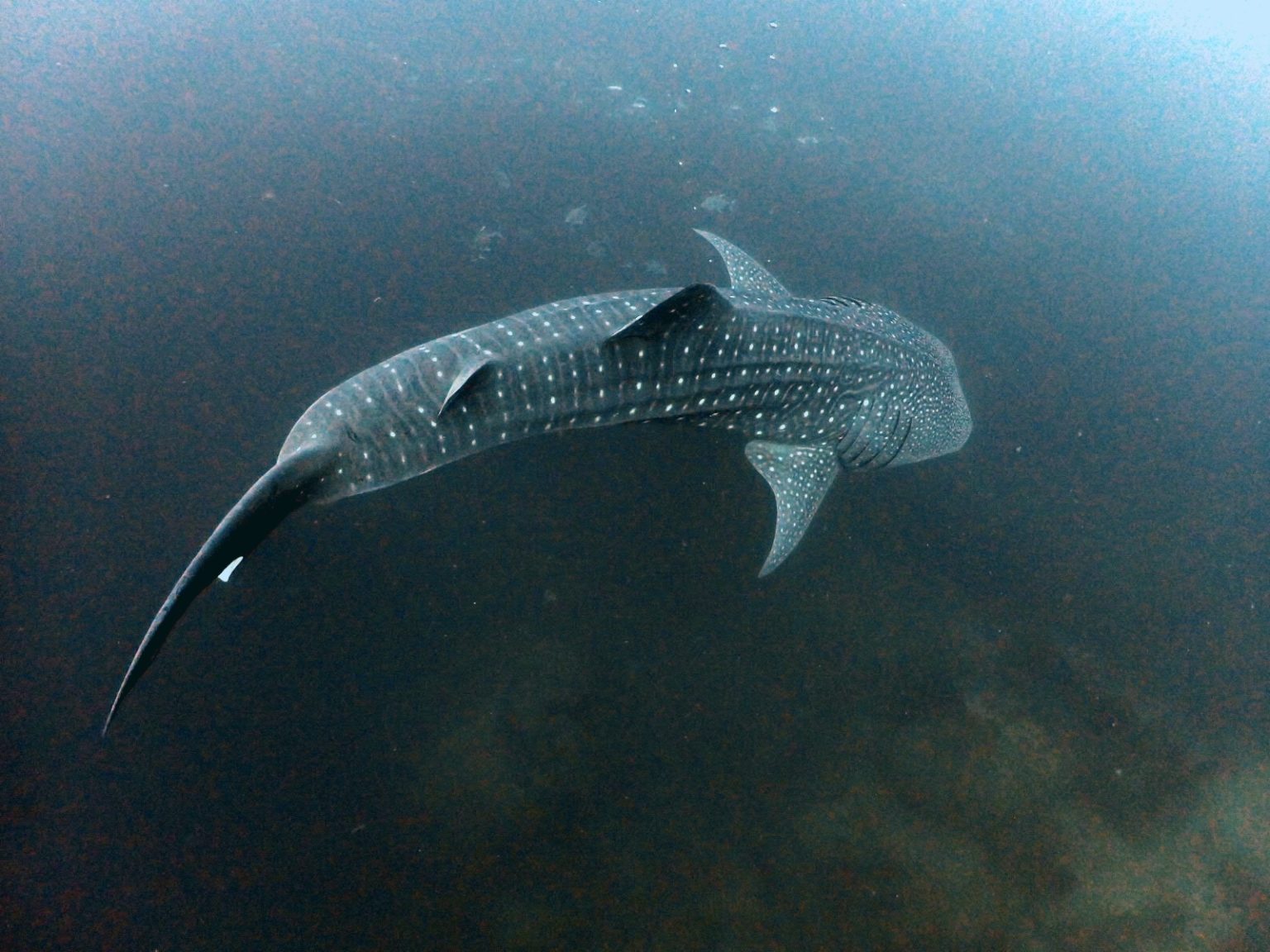 DIVING TRIPS » HappyDive.net